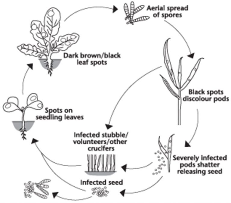 Alternaria Black Spot Canola Encyclopedia